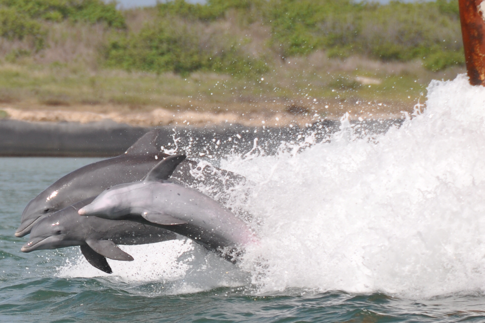 Bottlenose Dolphin – Studying His Word and His Works